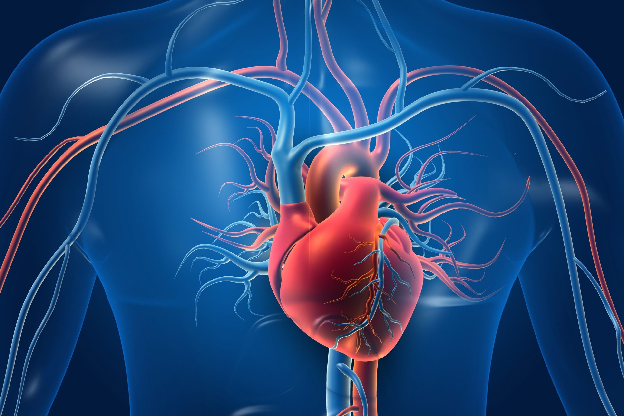 CVRTI discusses heart energy dynamics and how physical activity ...